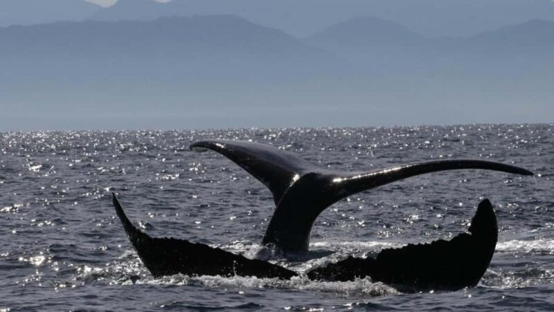 Puerto Vallarta: Whale Watching Encounter - Key Points