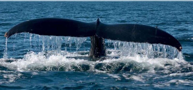Puerto Vallarta: Whale Watching on Catamaran - Key Points