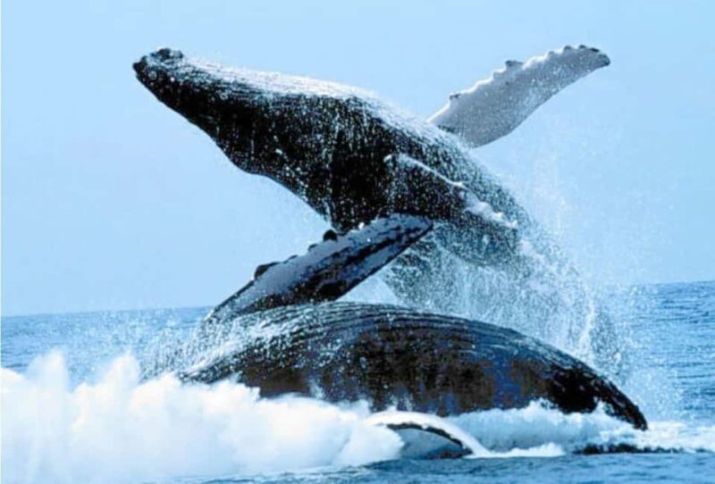 Puerto Vallarta: Whale Watching on Catamaran - Final Words: Is It Worth It?