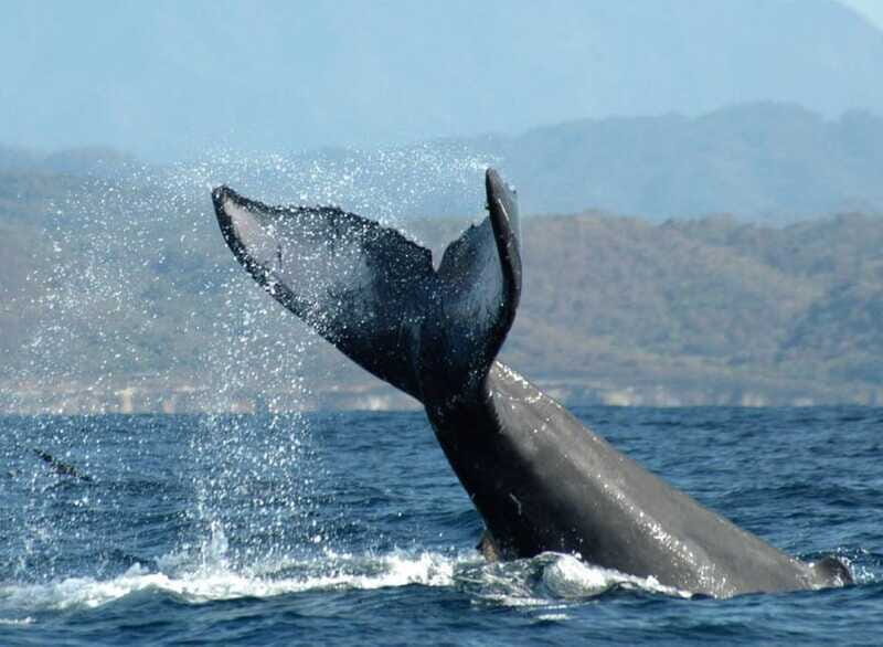 Puerto Vallarta: Whale Watching on Catamaran - FAQ