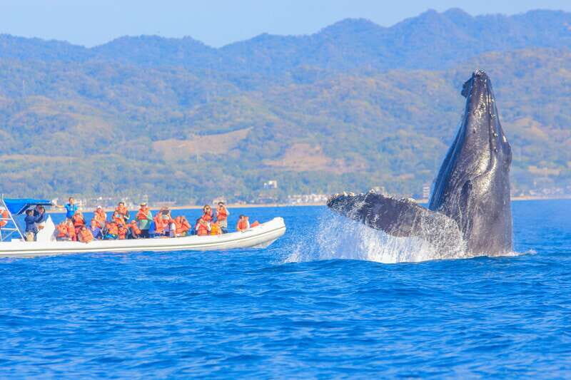 Puerto Vallarta: Whale Watching Photo Safari - The Itinerary: What to Expect on Your Whale Watching Photo Safari