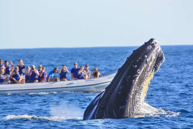 Puerto Vallarta: Whale Watching Photo Safari - Who Will Love This Tour?