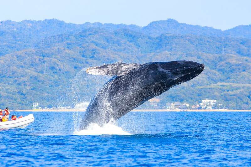 Puerto Vallarta: Whale Watching Photo Safari - Final Thoughts: Is It Worth It?