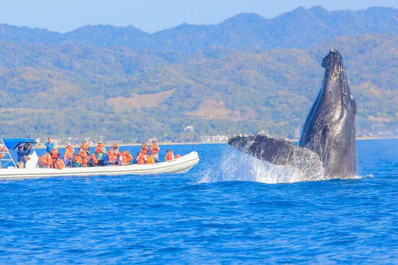Puerto Vallarta: Whale Watching Photo Safari - FAQ