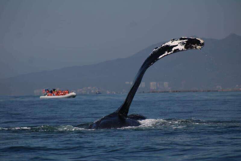 Puerto Vallarta: Whale watching - Detailed Exploration of the Whale Watching Experience