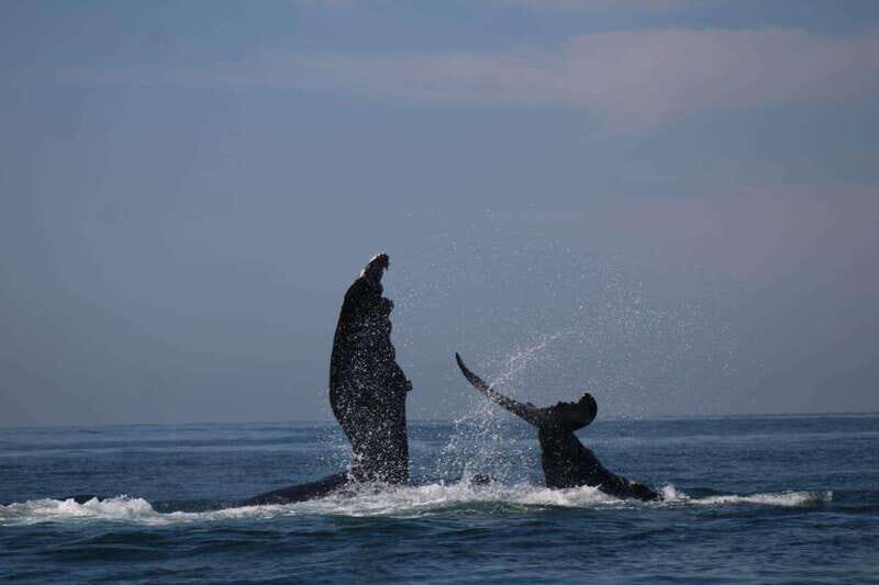 Puerto Vallarta: Whale watching - FAQ