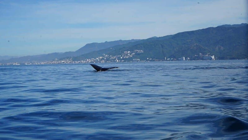 Puerto Vallarta: Whale Watching with Guide - Introduction