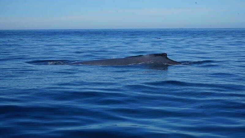 Puerto Vallarta: Whale Watching with Guide - Key Points