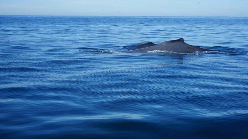 Puerto Vallarta: Whale Watching with Guide - The Guide and Crew: Knowledge and Service