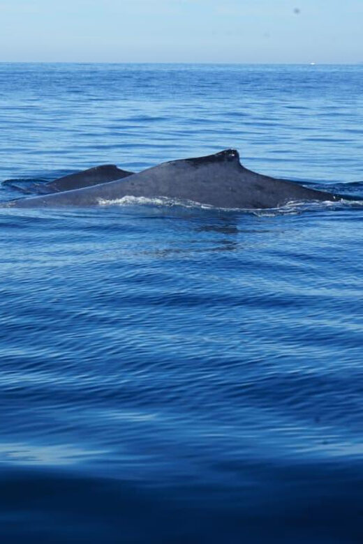 Puerto Vallarta: Whale Watching with Guide - Practical Details and Value