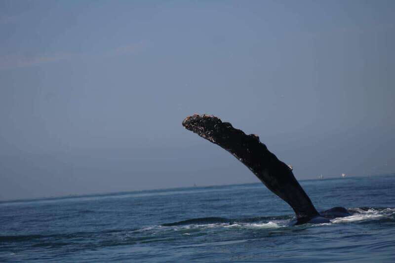 Puerto Vallarta: Whale Watching with Guide - Who Will Love This Experience?