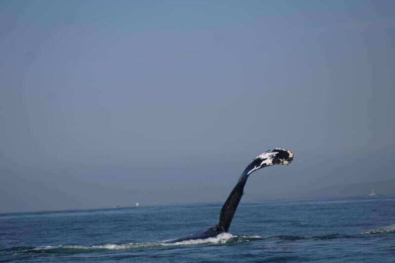 Puerto Vallarta: Whale Watching with Guide - The Sum Up