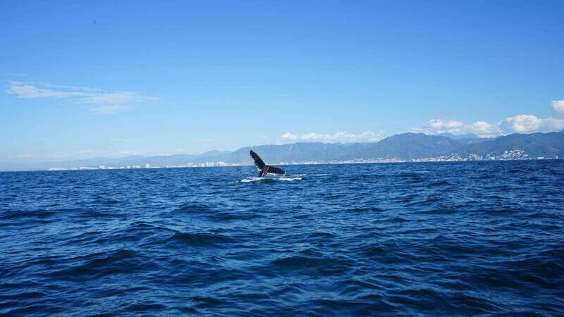 Puerto Vallarta: Whale Watching with Guide - FAQ