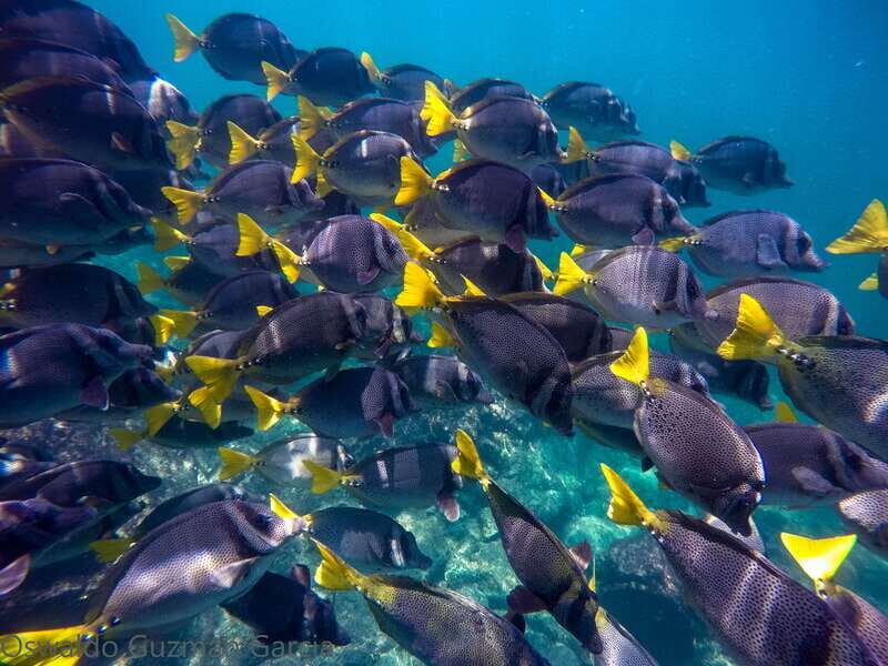 Puerto Vallarta: Yelapa Mega Yacht Cruise - The Sum Up