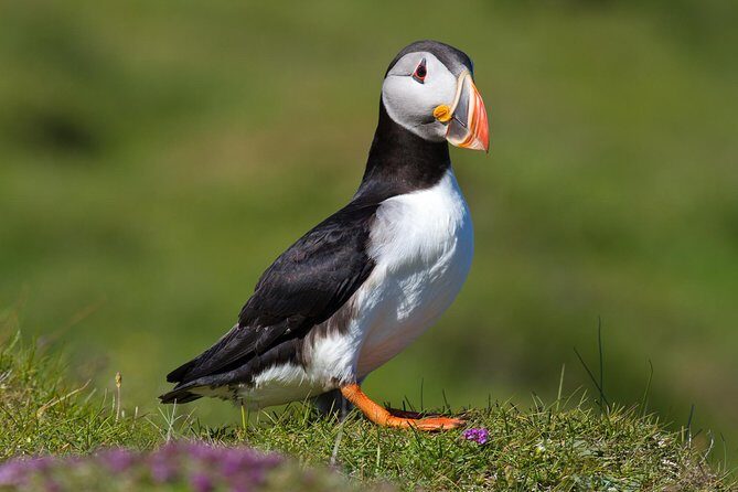 Puffin and Volcano Tour with Ebbi - Key Points