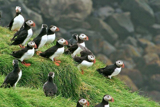 Puffin and Volcano Tour with Ebbi - Practical Tips for the Tour