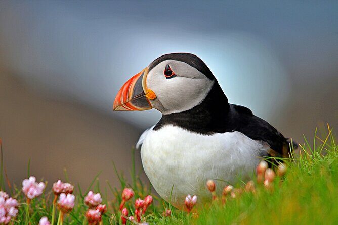 Puffin Boat Trip & Tantallon Castle Day Trip from Edinburgh - Key Points