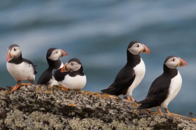 Puffin Boat Trip & Tantallon Castle Day Trip from Edinburgh - The Experience from Past Travelers