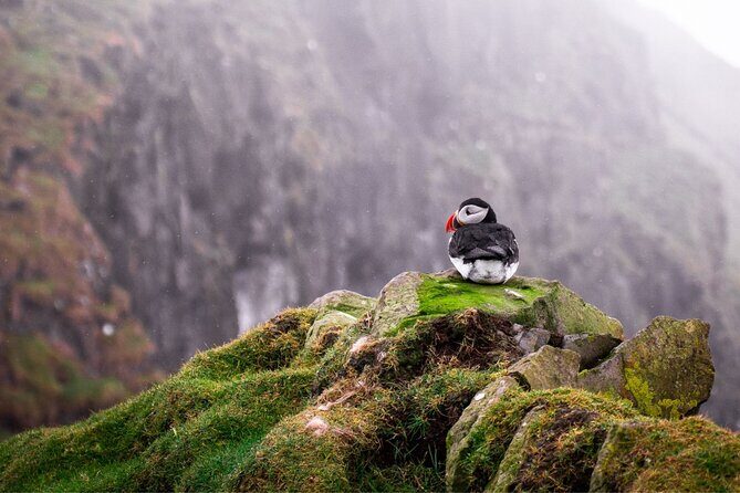 Puffin Boat Trip & Tantallon Castle Day Trip from Edinburgh - FAQ