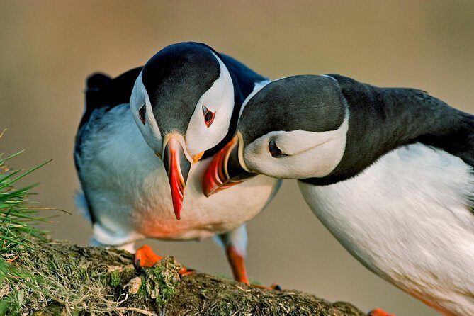 Puffin Cruise with Expert Tour Guide from Reykjavik - A Closer Look at the Tour Itinerary
