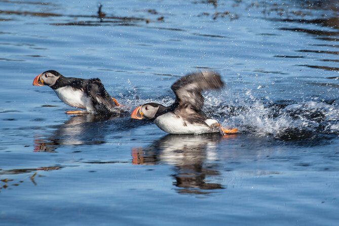 Puffin Cruise with Expert Tour Guide from Reykjavik - Final Thoughts: Who Should Consider This Tour?