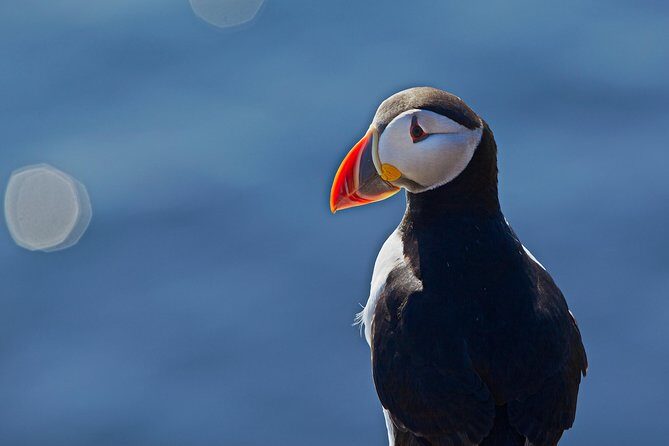 Puffin Cruise with Expert Tour Guide from Reykjavik - FAQ