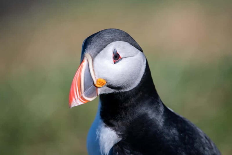 Puffin & Gufufoss Waterfall Tour from Seydisfjordur Port - Key Points