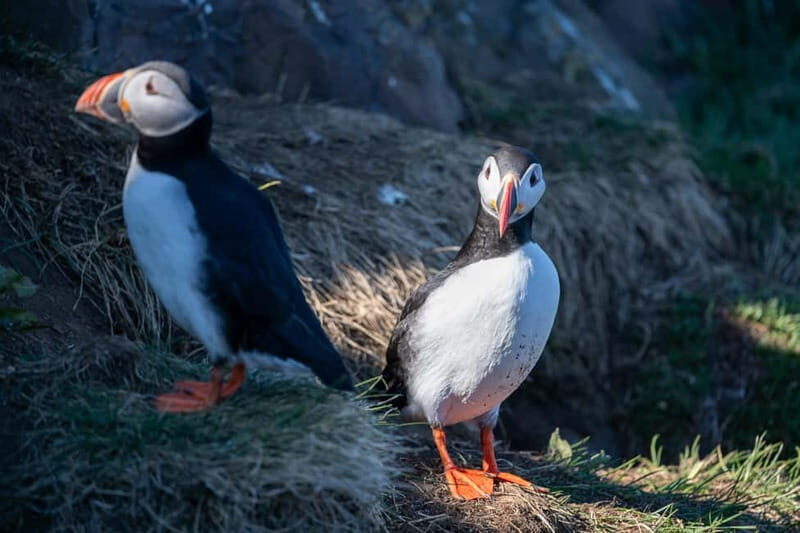 Puffin & Gufufoss Waterfall Tour from Seydisfjordur Port - Frequently Asked Questions