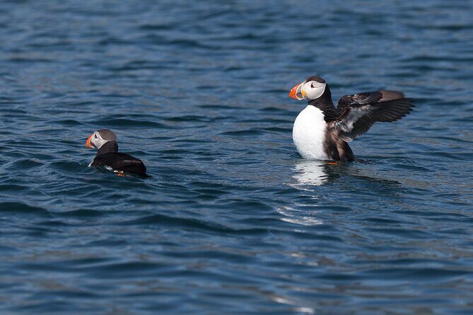 Puffin Jet ski tour in Reykjavík - An In-Depth Look at the Puffin Jet Ski Tour