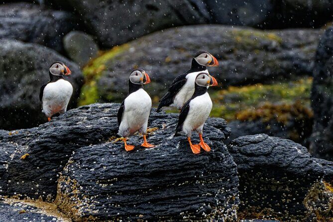 Puffin Jet ski tour in Reykjavík - FAQ