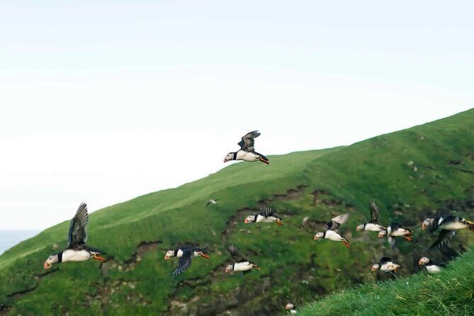 Puffin Safari Boat Tour - Key Points