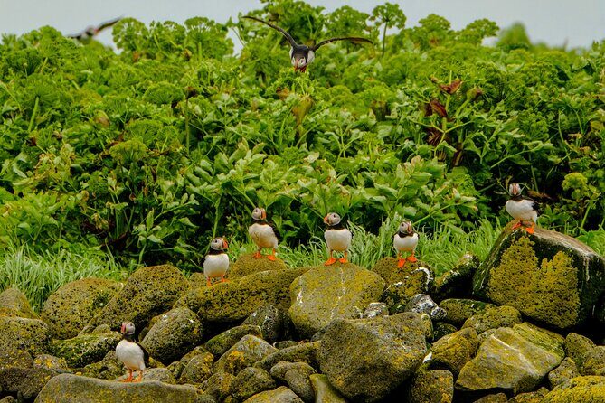 Puffin Watching Speedboat Express - Frequently Asked Questions  