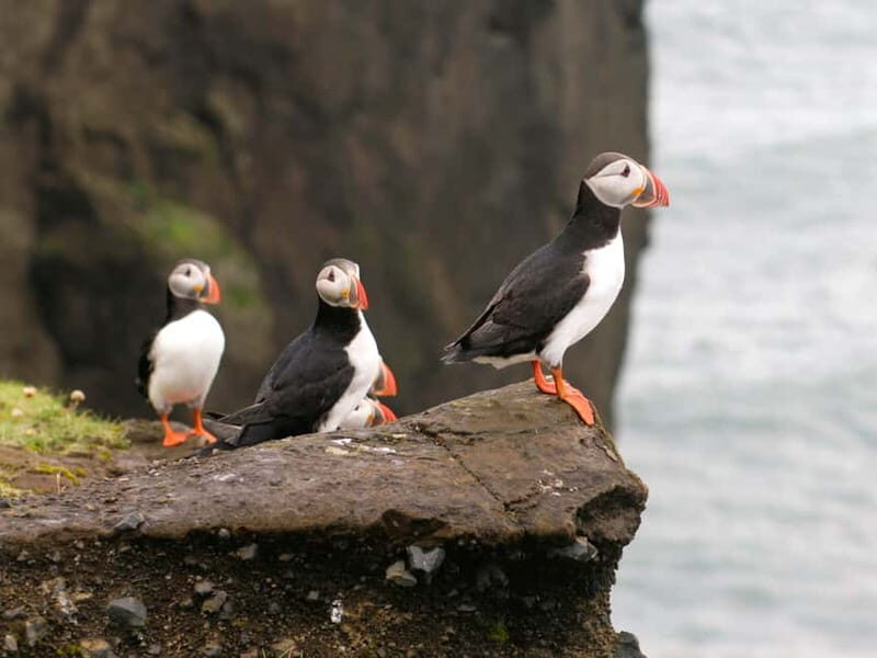 Puffin Watching Yacht Cruise from Downtown Reykjavík - Key Points