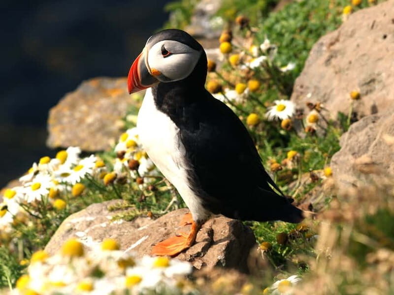 Puffin Watching Yacht Cruise from Downtown Reykjavík - FAQs