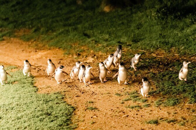 Puffing Billy Steam Train and Penguins Wildlife Tour - In The Sum Up