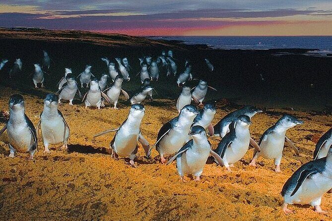 Puffing Billy Train and Phillip Island Penguin Parade Day Tour - Cost and Value for Money