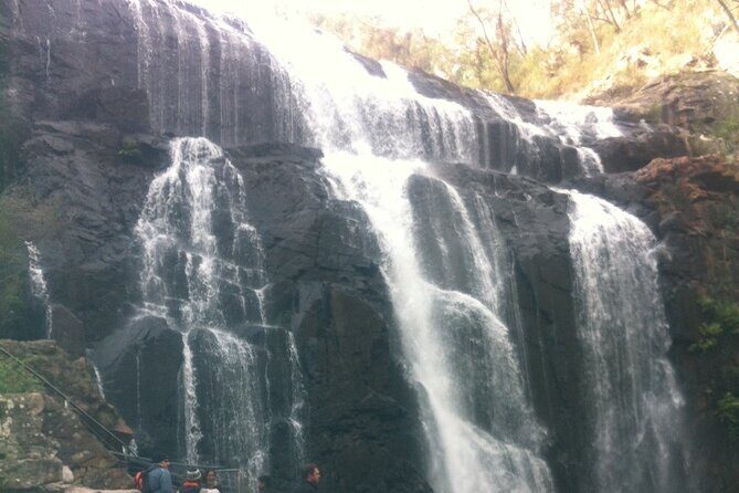 Puffing Billy Train and Phillip Island Penguin Parade Day Tour - Authentic Experiences Highlighted by Reviewers