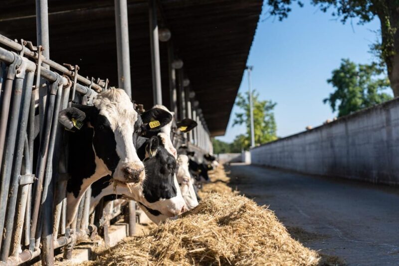 Puglia: Masseria Seppunisi Tour, Cheese, Burrata Tasting - An Authentic Taste of Apulia’s Cheese-Making