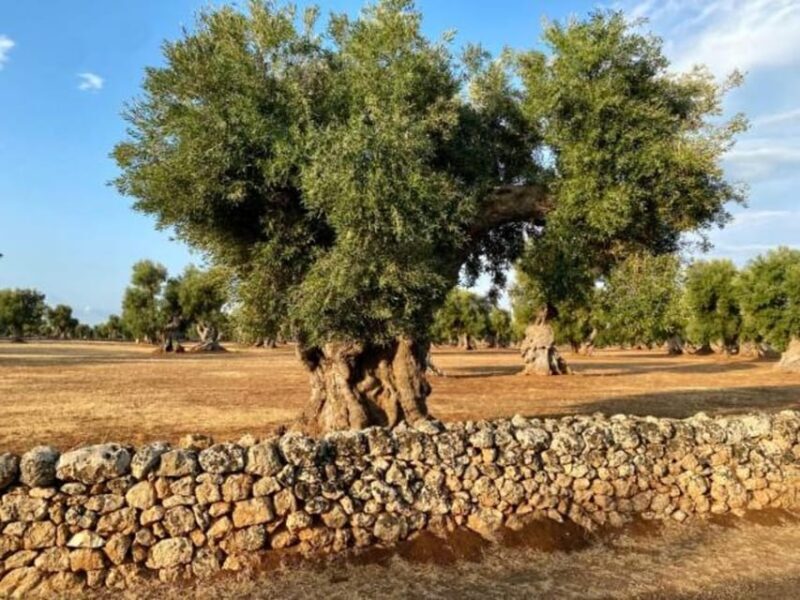 Puglia: Olive Oil Tasting Experience with Olive Grove Walk - Exploring the Tour in Detail