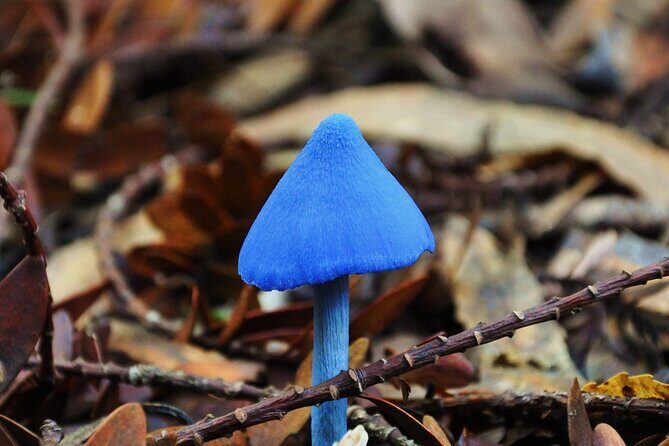 Puketi Rainforest Guided Walks .This is not a Shore Excursion product . - FAQs