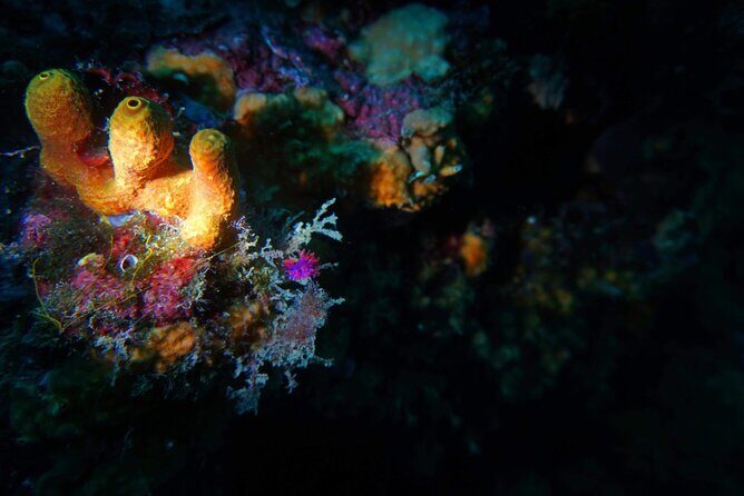 Pula Boat Trip with Snorkeling - Cliff Jumping and Additional Activities