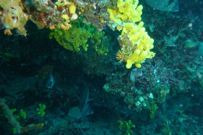 Pula Boat Trip with Snorkeling - Group Size and Atmosphere