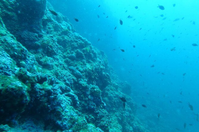 Pula Boat Trip with Snorkeling - Practical Tips for Booking and Participation