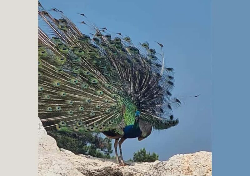 Pula: Brijuni National Park Tour with Island Visit - An In-Depth Look at the Brijuni National Park Tour