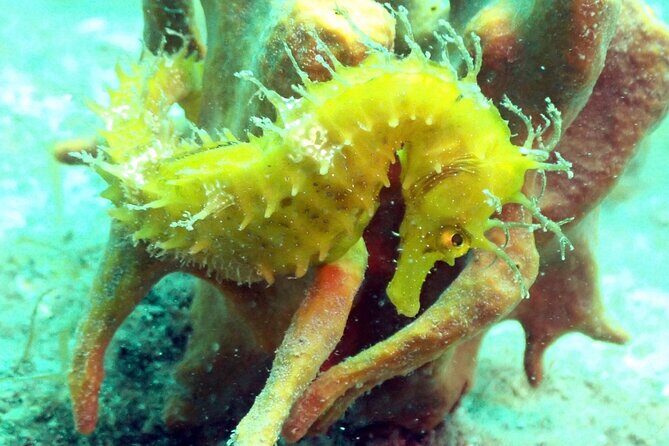 Pula Discover Scuba Diving Package - Who Is This Tour Best For?