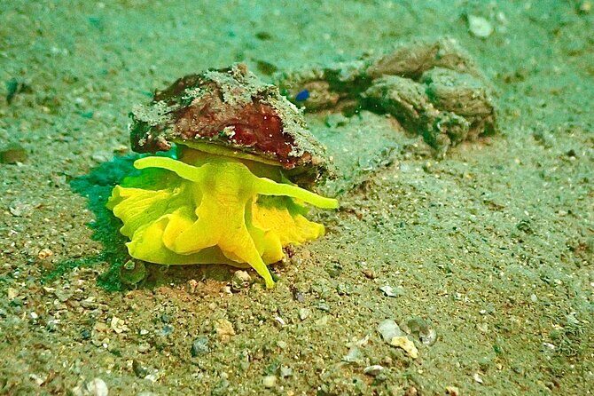 Pula Discover Scuba Diving Package - The Sum Up