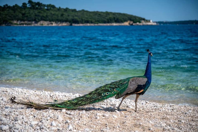 Pula: National Park Brijuni, 2 swimming stops, lunch, drinks - FAQs