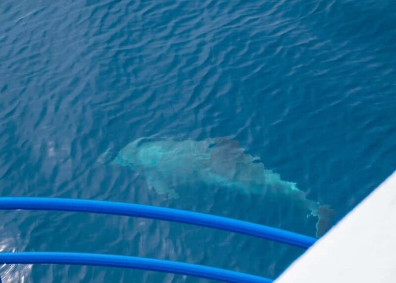 Pula: Private Dolphins & Sunset Tour With Dinner & Drinks - FAQ