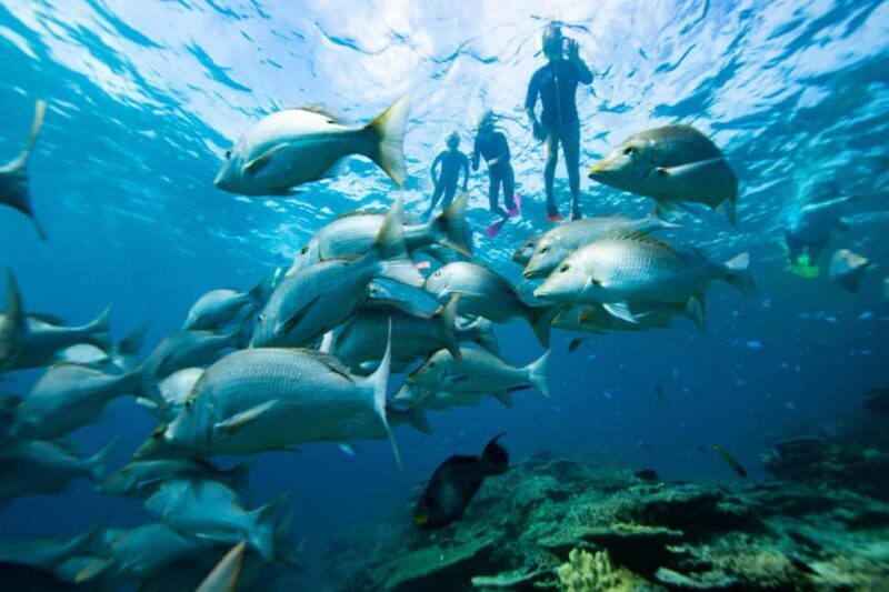 Pula: Swimming & snorkeling Boat Tour - What to Expect from the Tour