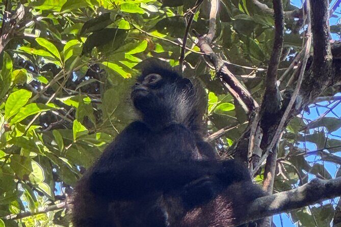 Punta Laguna Adventure with Mayan Ceremony - What to Expect: Practical Details and Experience Quality